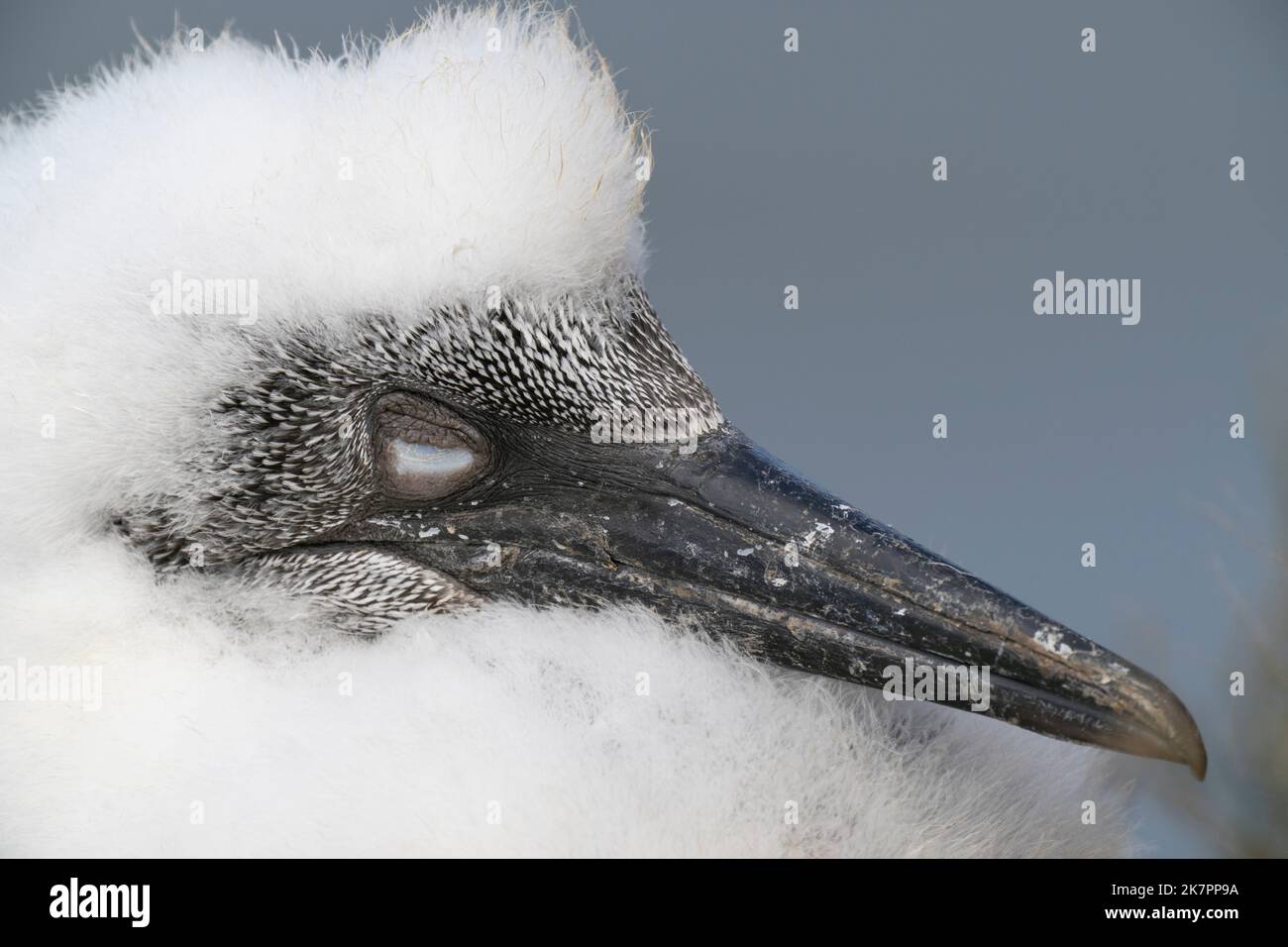 Resting gannet chick hi-res stock photography and images - Alamy