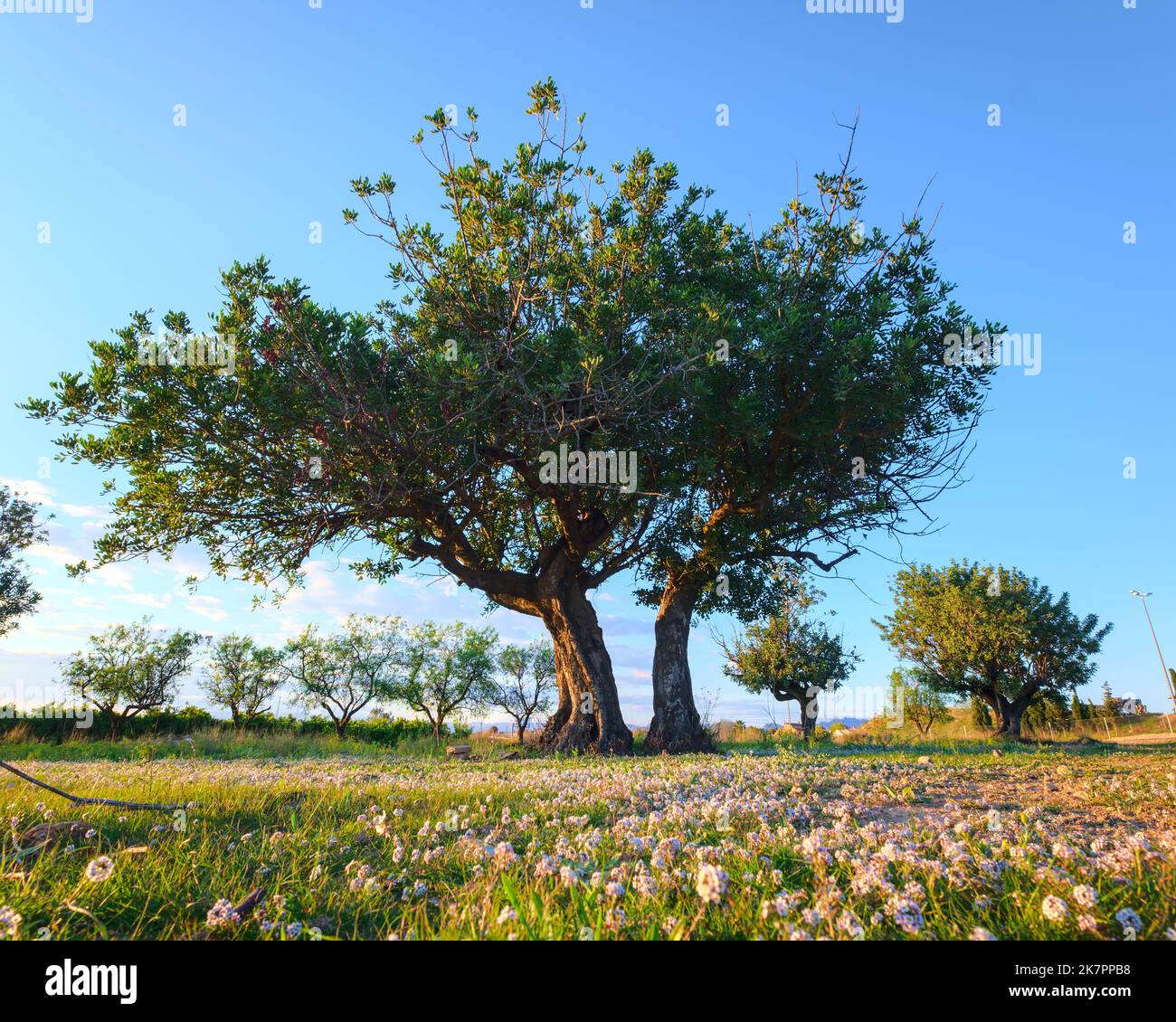 The forest daisy tree hi-res stock photography and images - Alamy