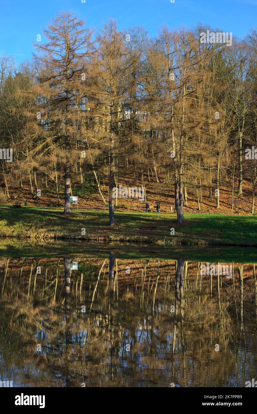 Autumn forest scenery. Reflection of trees on the lake water surface ...