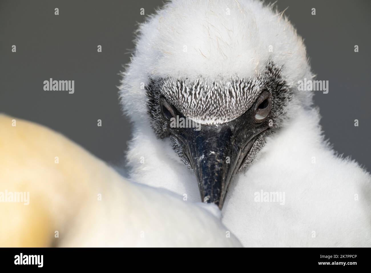 Northern Gannet Morus bassanus,a gannet chick portrait showing its ...
