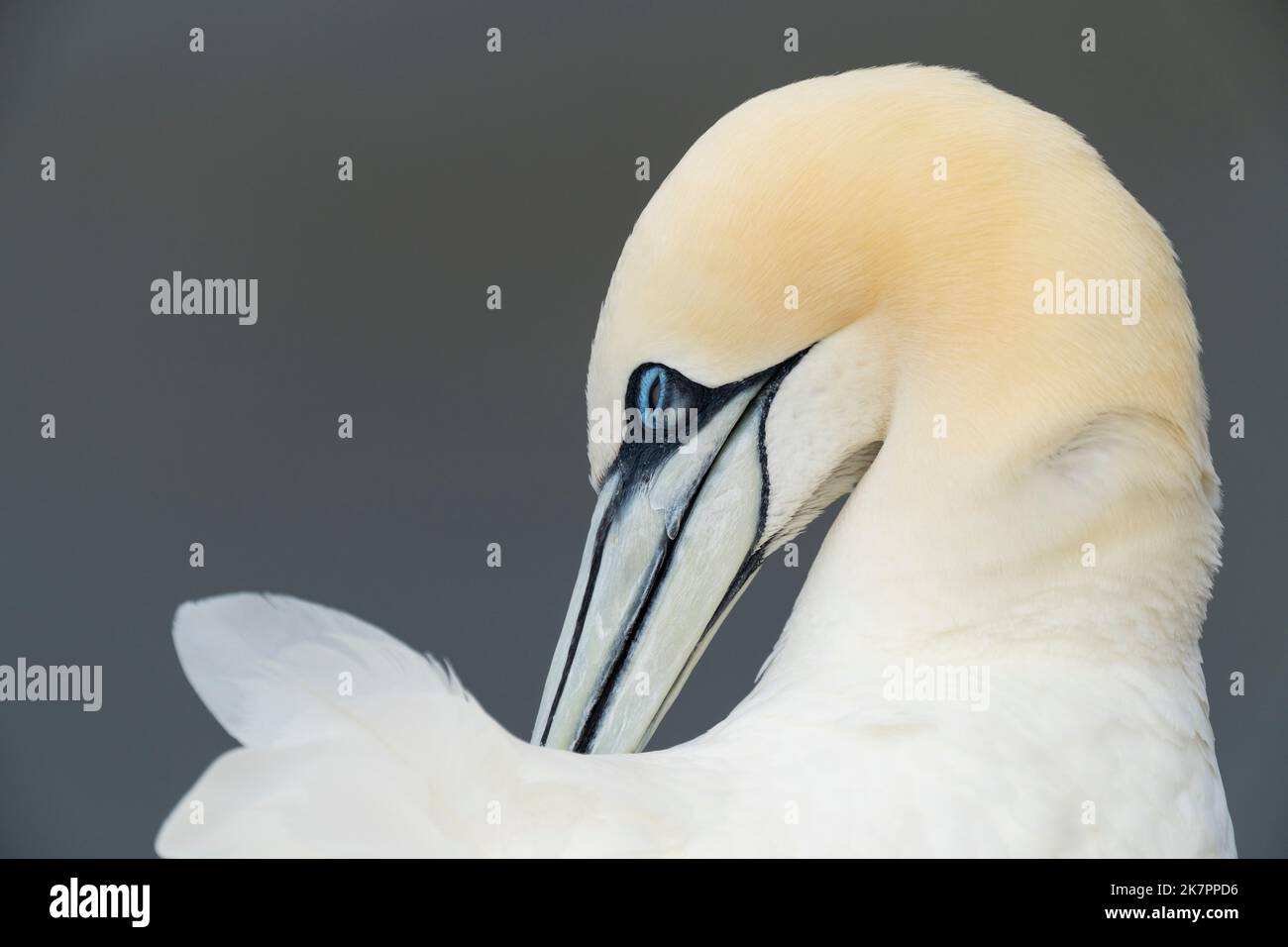 Northern Gannet Morus bassanus, an adult plumaged bird preening its ...