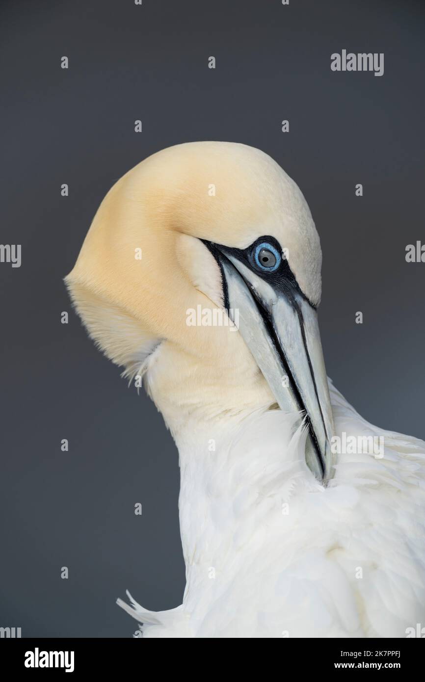Northern Gannet Morus bassanus, a portrait view of an adult plumaged ...
