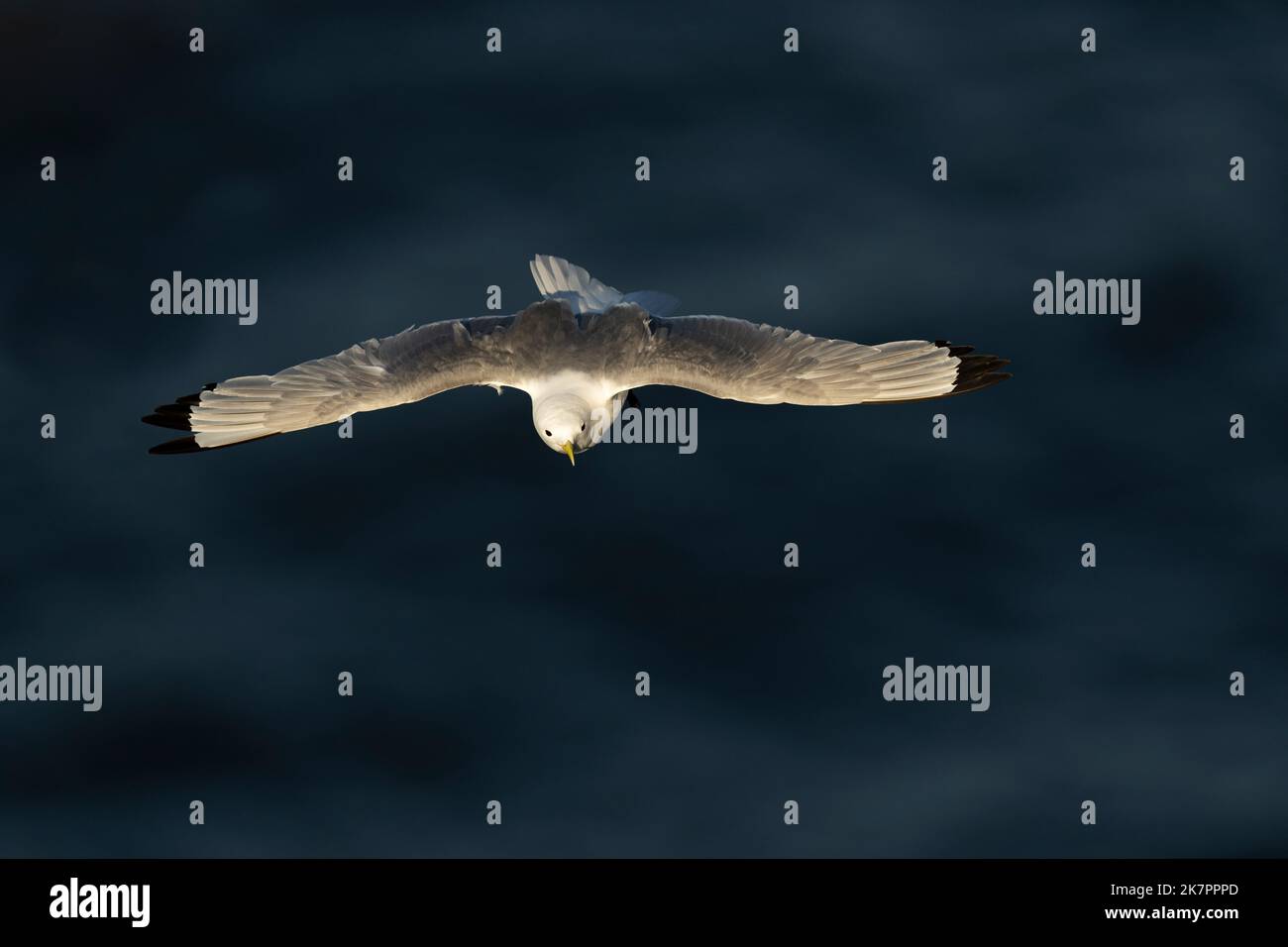 Kittiwake Rissa tridactyla, an adult summer plumage in flight with dark ...