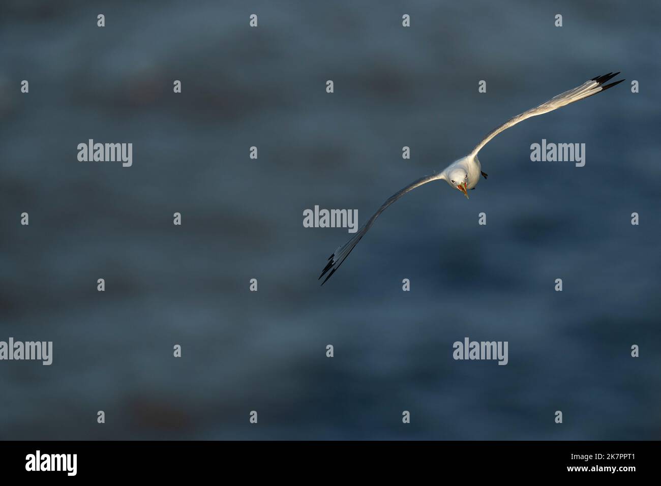 Kittiwake Rissa tridactyla, an adult summer plumaged bird in flight ...