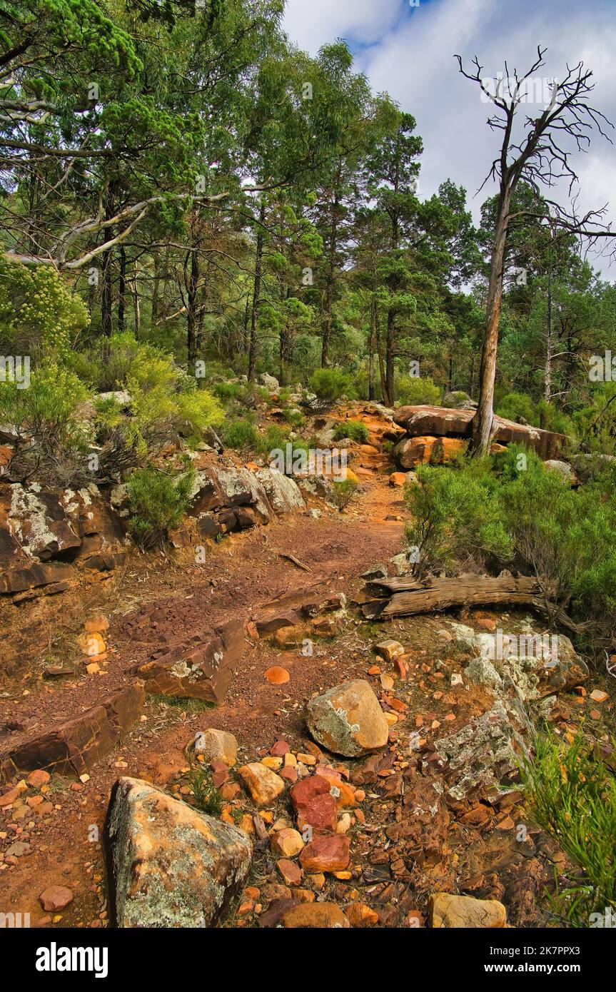 Walking track through the forest at the foot of Wilpena Pound in ...