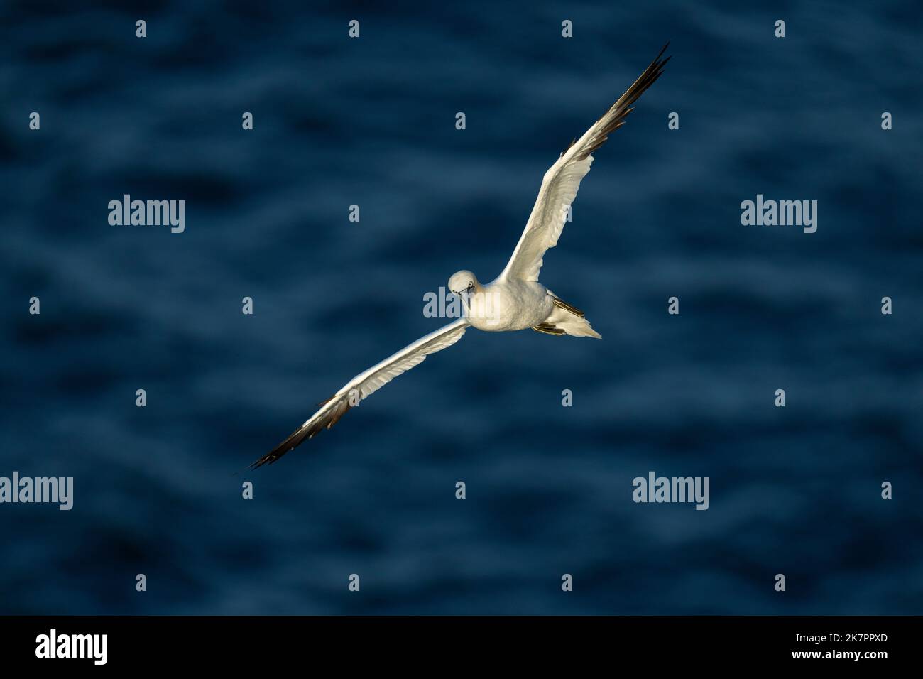 Northern Gannet Morus bassanus, an adult bird in flight set against a ...