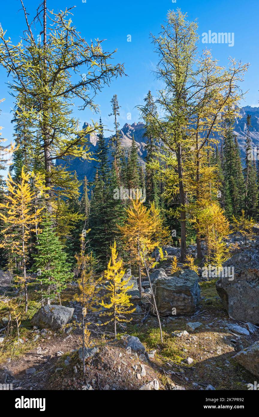 Autumn larch trees in the Rocky Mountains in Yoho National Park ...