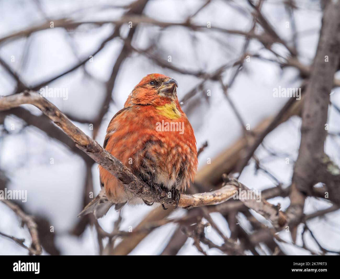 Red Crossbill male sitting on the tree branch and eats wild apple ...