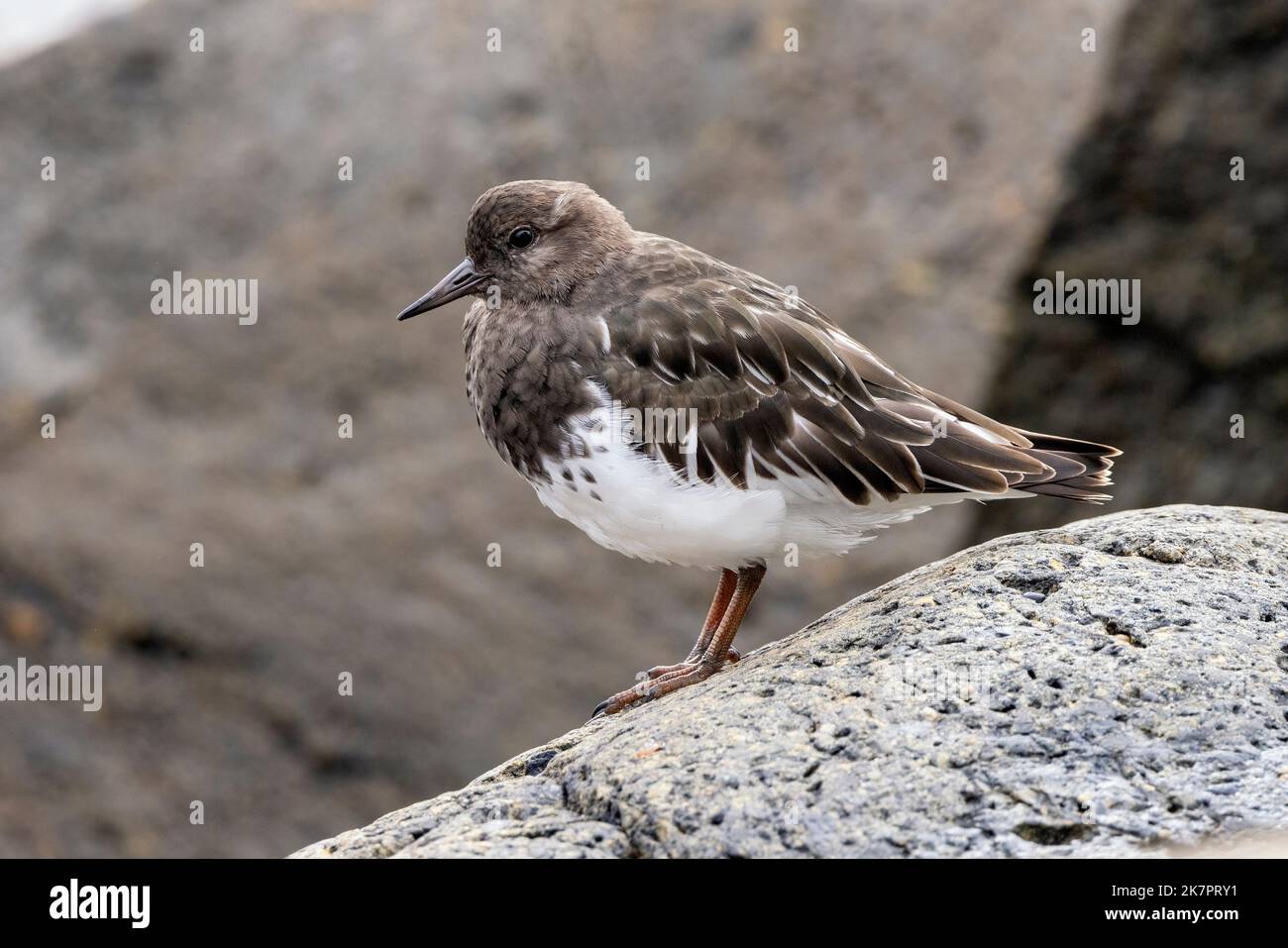 Black Turnstone (Arenaria melanocephala) non-breeding adult or immature ...