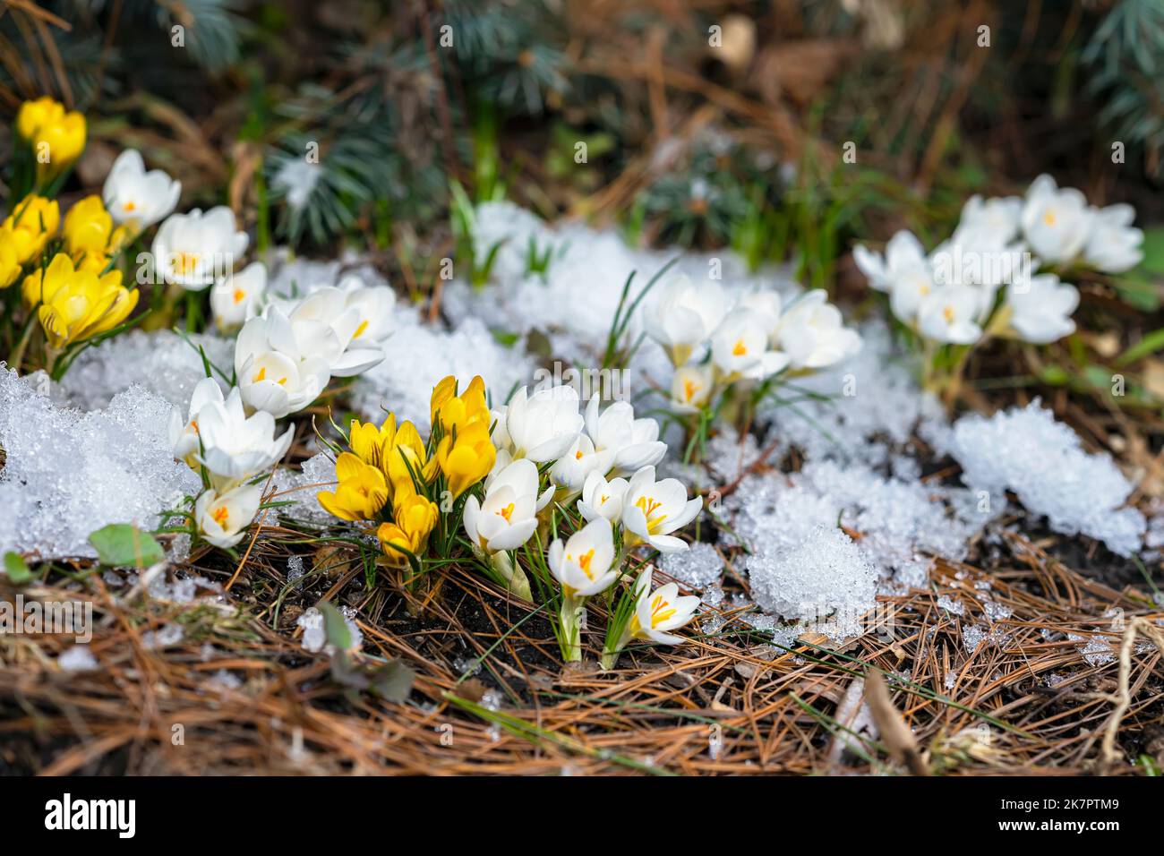 First tender primroses. Blooming crocuses close-up in forest, spring flowers in snow Stock Photo ...