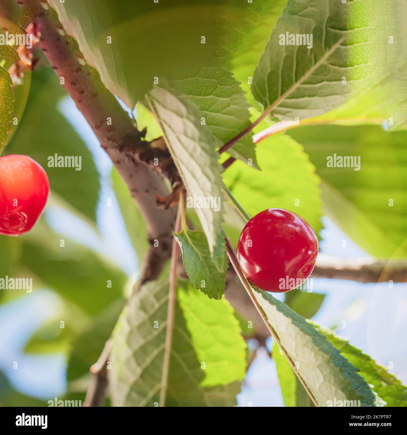 Ripe juicy cherries on tree branch. Concept summer and harvest Stock ...
