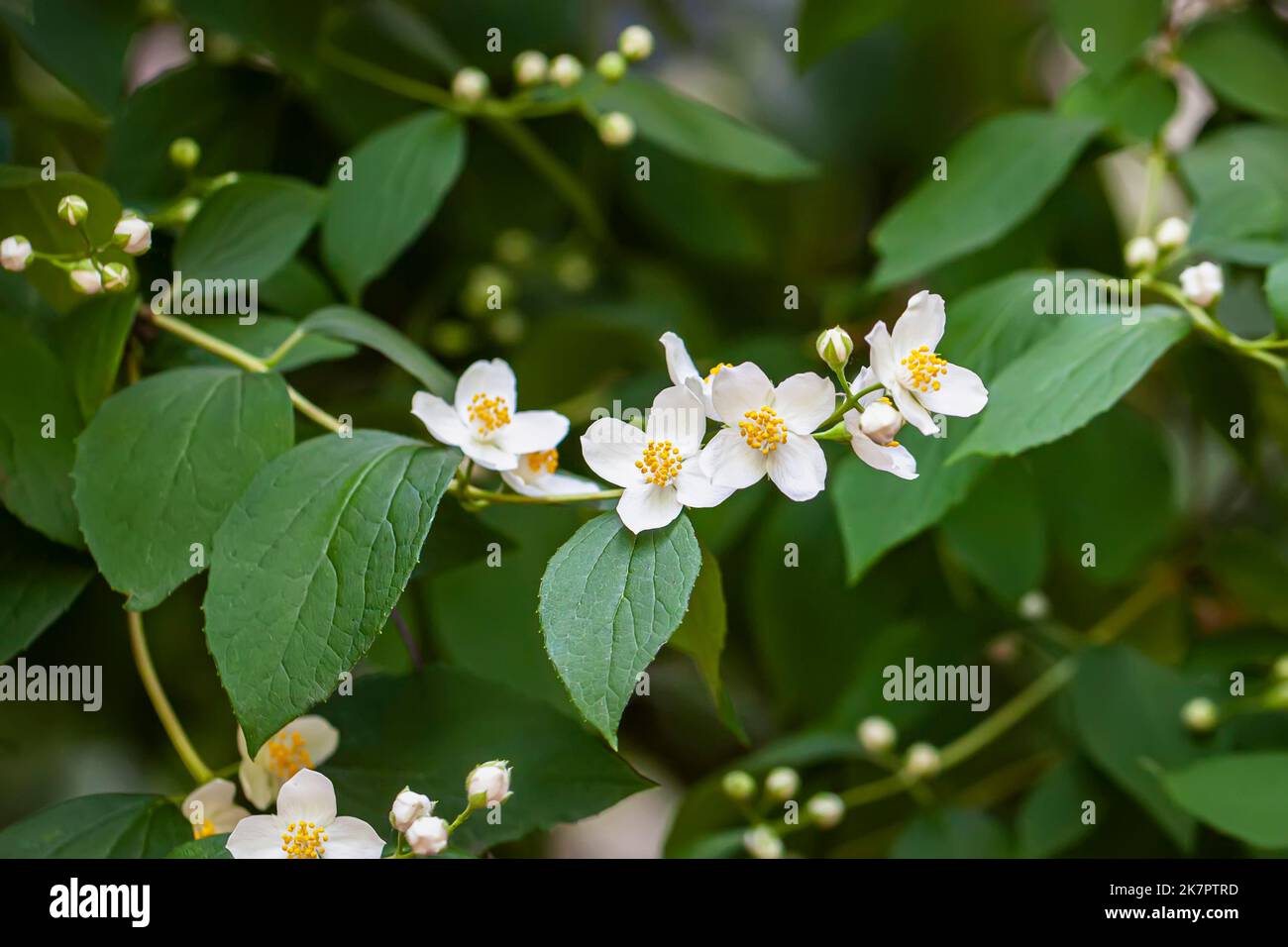 Blossoming jasmine branch. Jasmine flowering. Natural background Stock ...