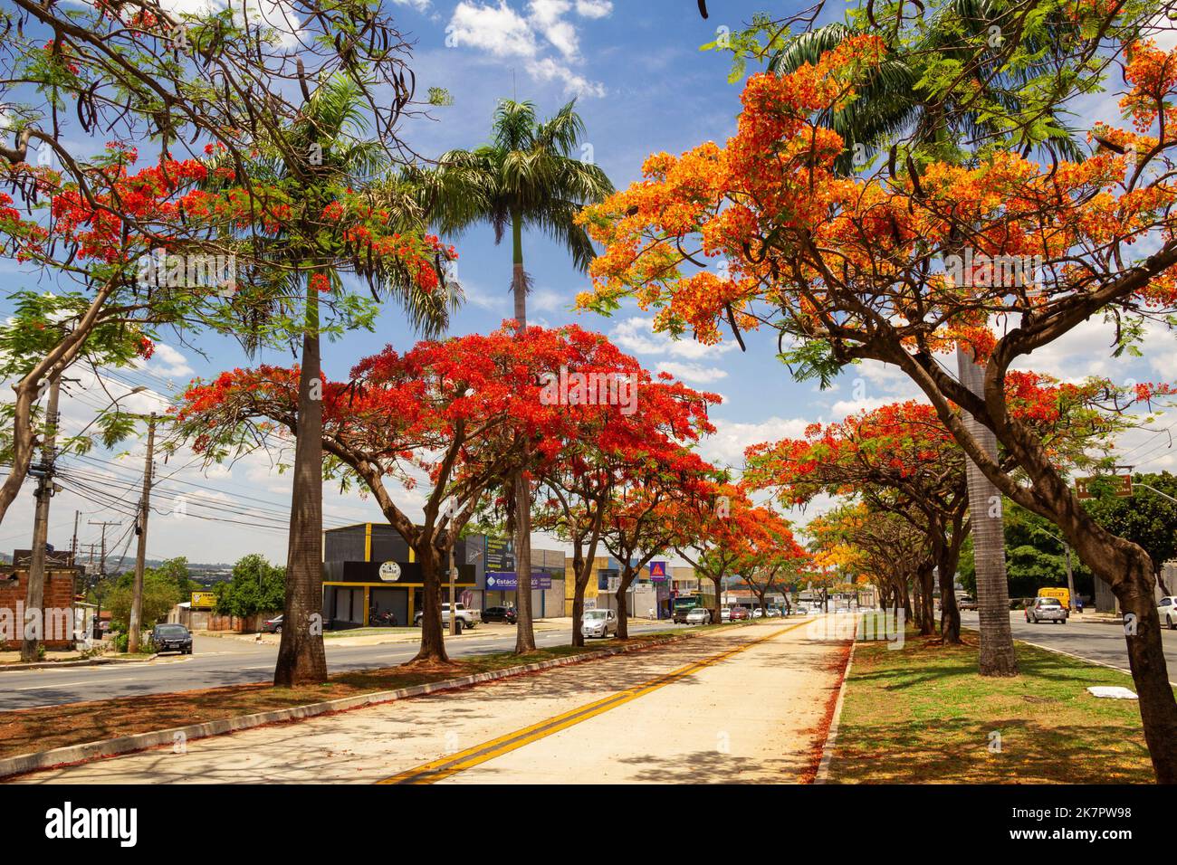 Goiânia, Goias, Brazil – October 18, 2022: The flamboyant aisle in ...