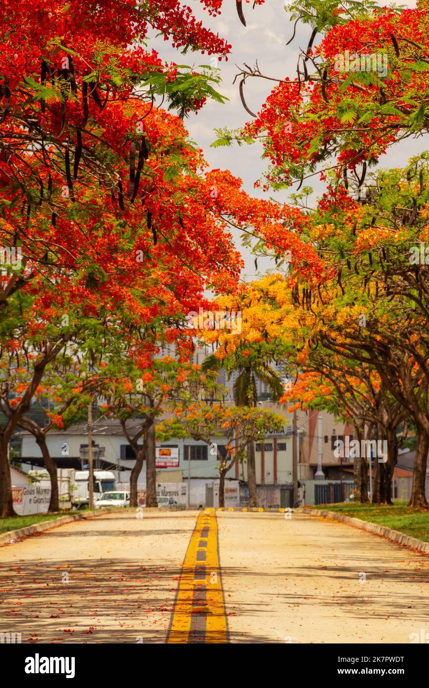 Goiânia, Goias, Brazil – October 18, 2022: The flamboyant aisle in ...