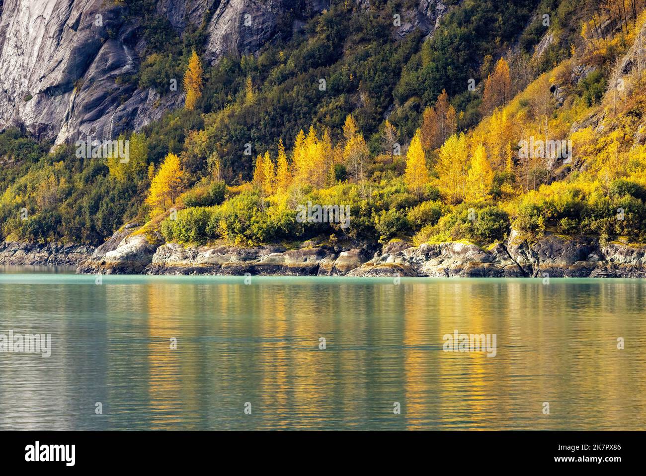 Cottonwood trees (Populus trichocarpa) in autumn in Glacier Bay ...