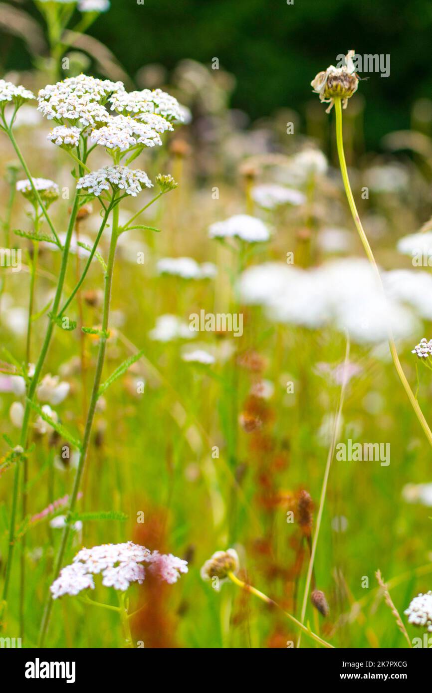 View of a flowering meadow with the pink and white flowers of yarrow ...