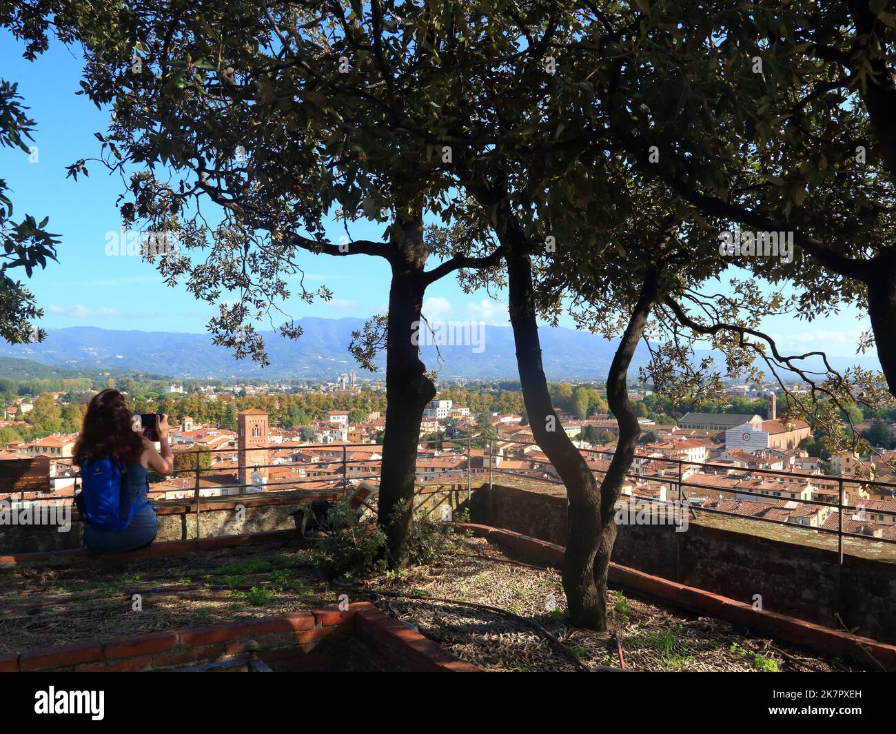 Trees on the roof of the Torre Guinigi, Guinigi Tower, Lucca Italy ...