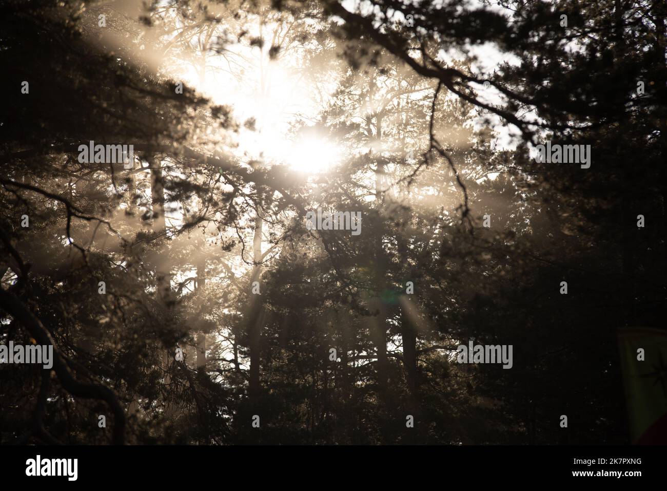 beautiful landscape, sun rays shine through trees Stock Photo - Alamy