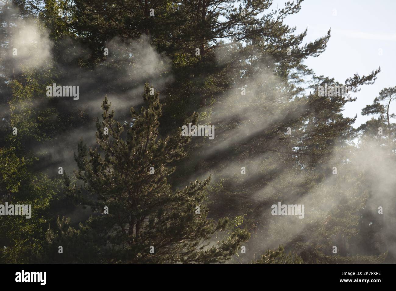 beautiful landscape, sun rays shine through trees Stock Photo - Alamy
