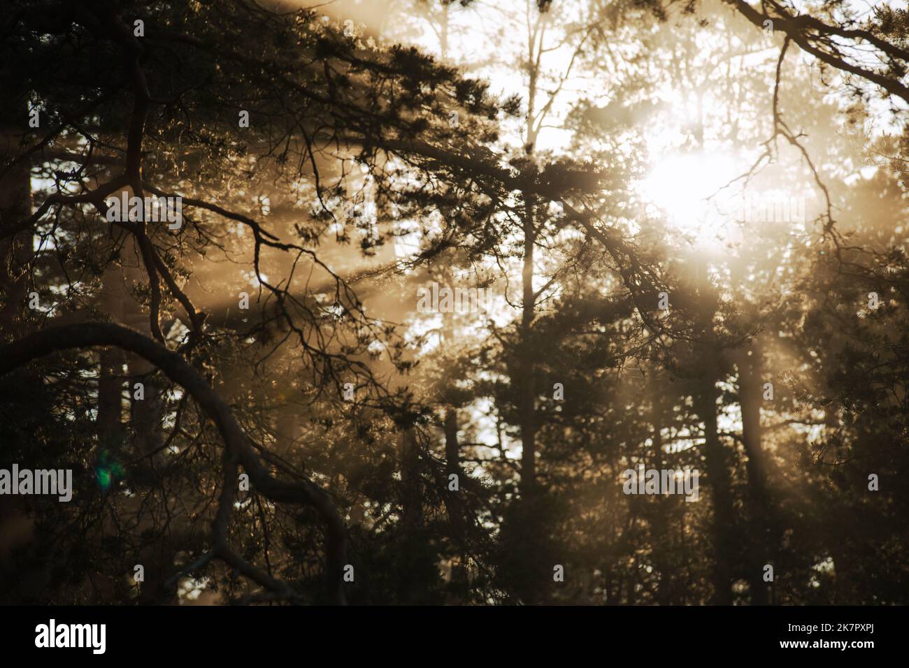 beautiful landscape, sun rays shine through trees Stock Photo - Alamy