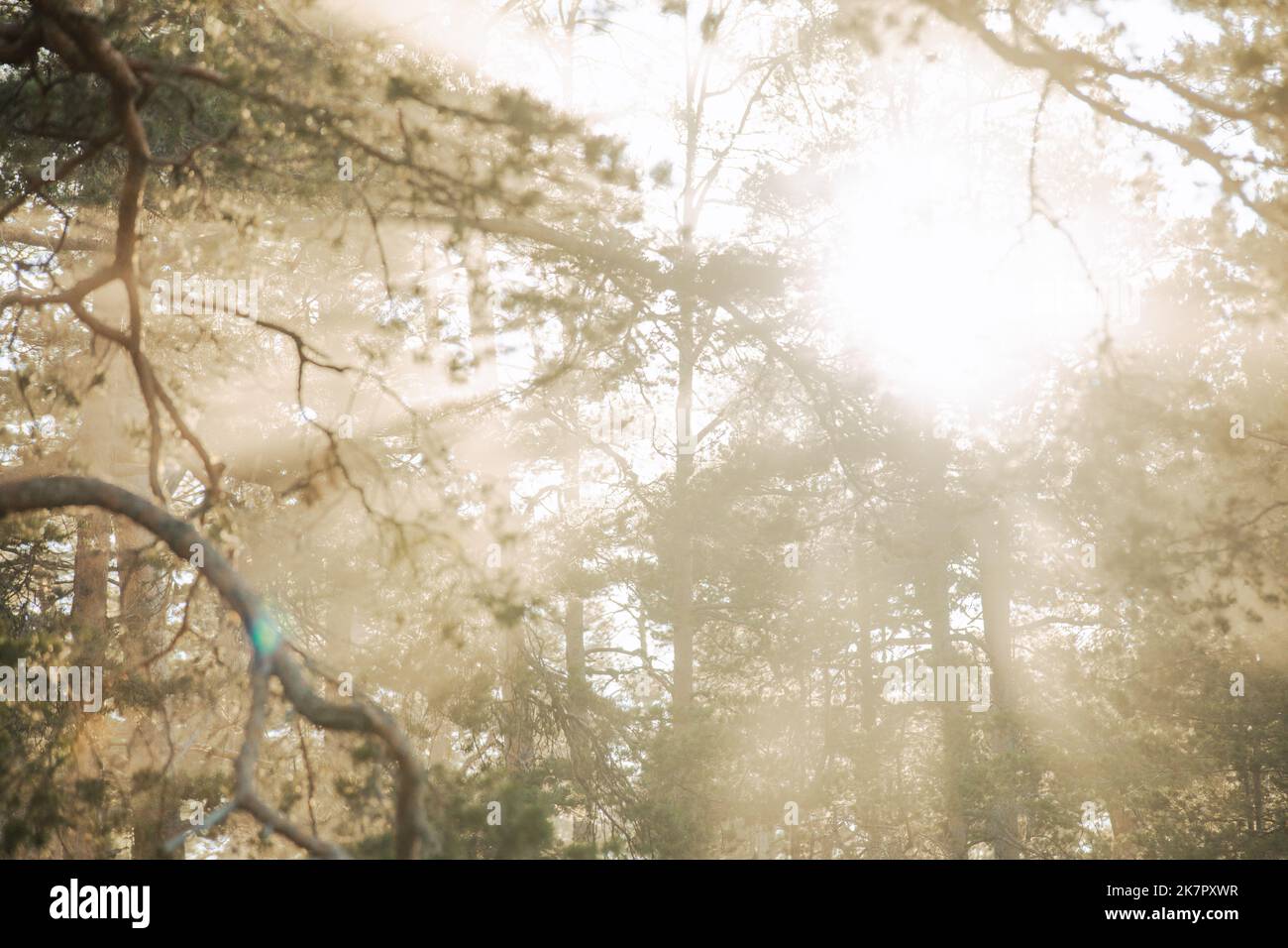 beautiful landscape, sun rays shine through trees Stock Photo - Alamy