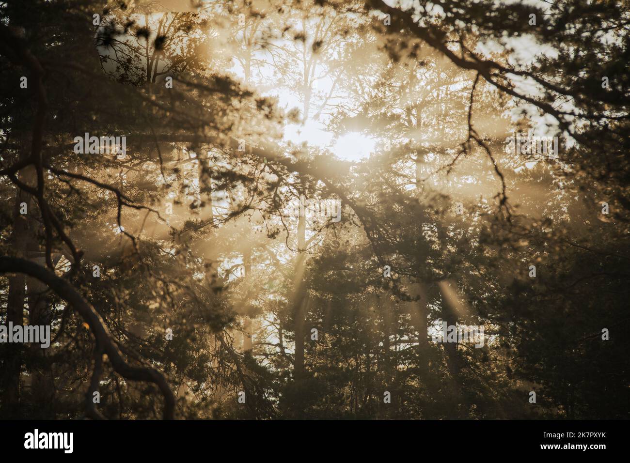 beautiful landscape, sun rays shine through trees Stock Photo - Alamy