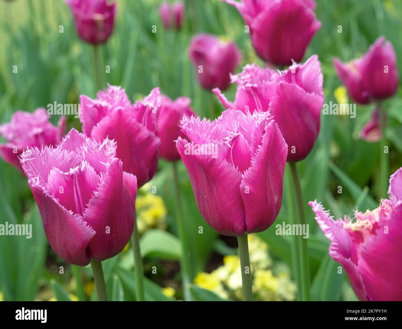 Pink flowering bulbs hi-res stock photography and images - Alamy