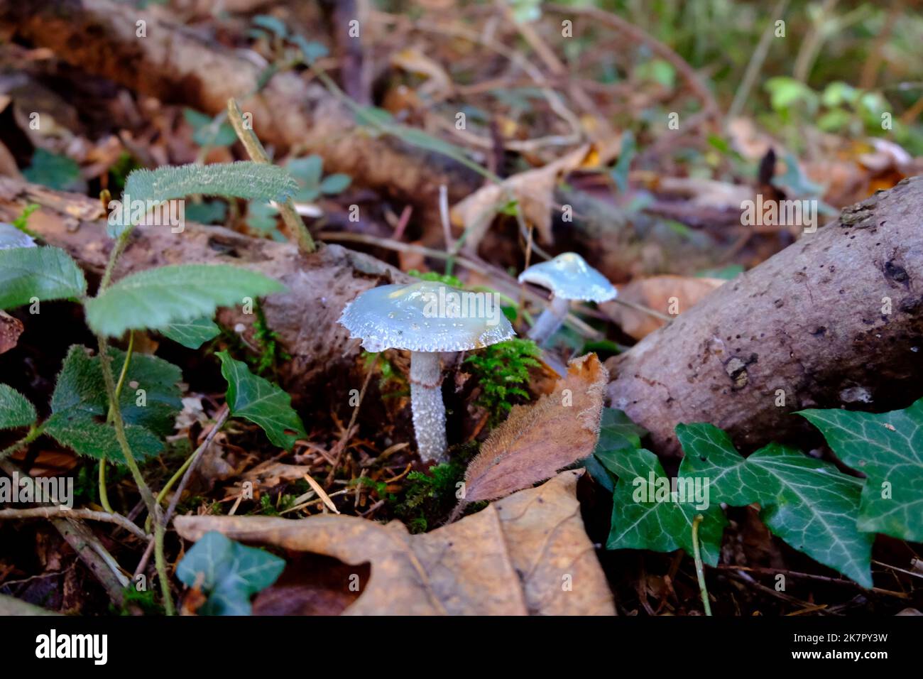 Stropharia caerulea, blue roundhead mushroom close-up on the forest ...