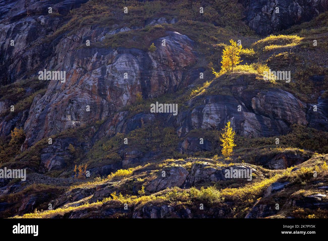 Yellow cottonwood trees hi-res stock photography and images - Alamy