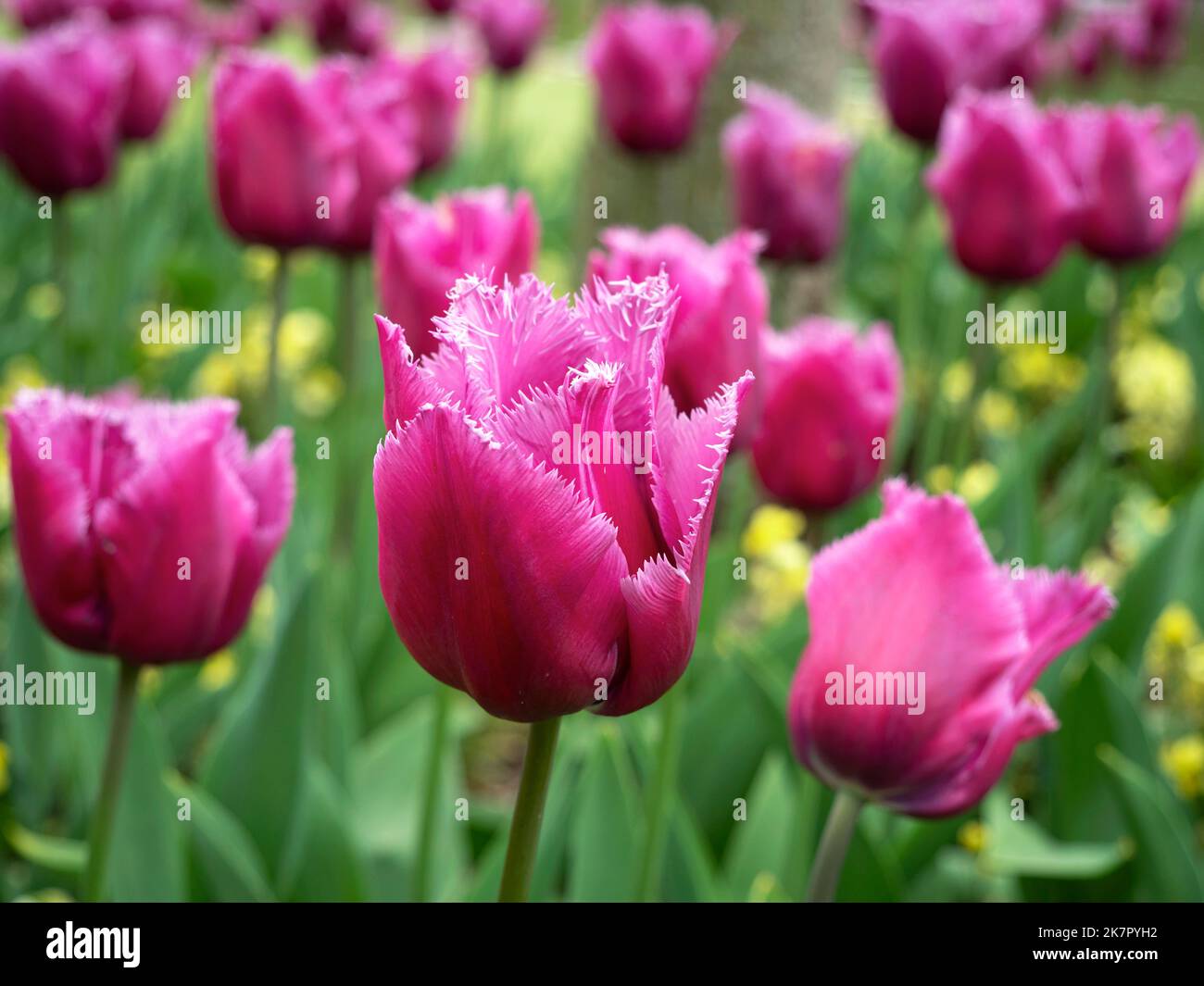Pink fringed tulips, variety Louvre, flowering in a garden Stock Photo ...