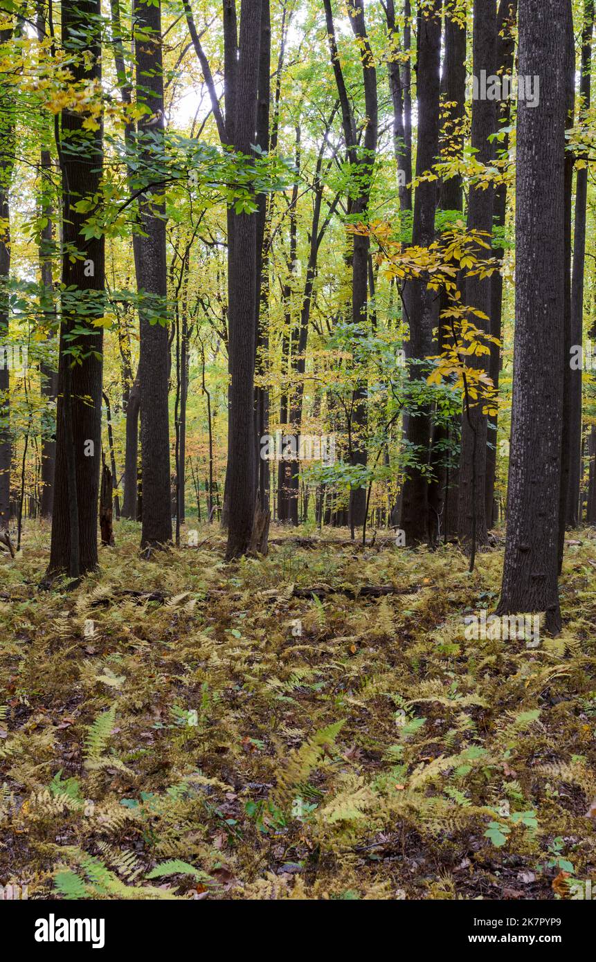 Autumn Trees in Catoctins Mountain Park, near Thurmont in Maryland ...