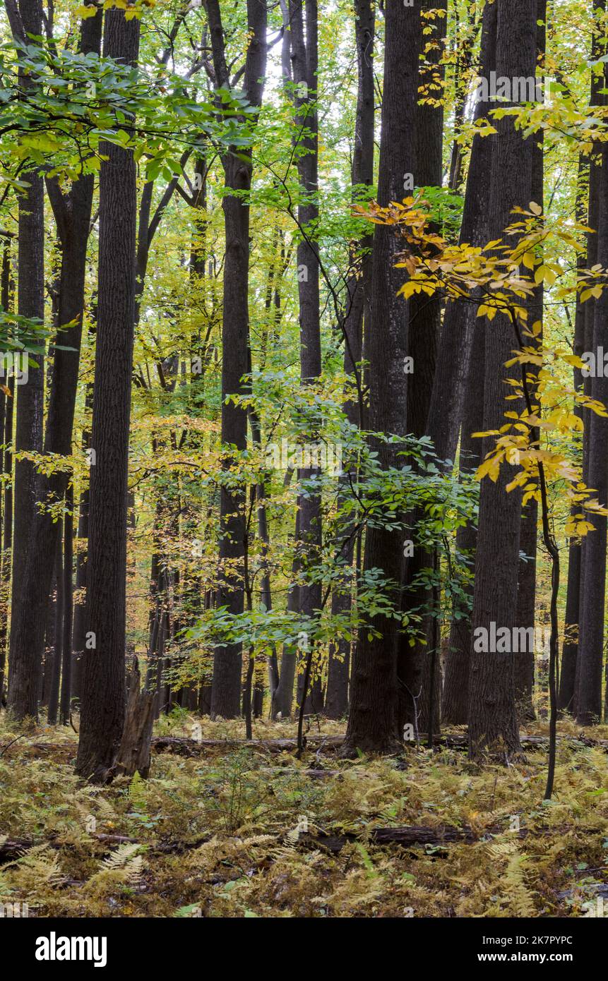 Autumn Trees in Catoctins Mountain Park, near Thurmont in Maryland ...