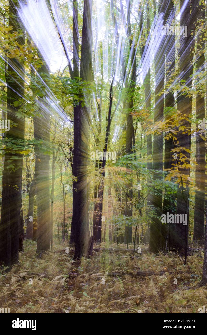 Zoom Burst in the autumn trees in Catoctin Mountain Park near Thurmont ...