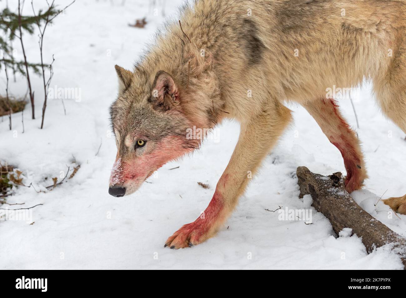 Blood Covered Wolf Taking A Blood Sample From A Wolf | Constant Wonder