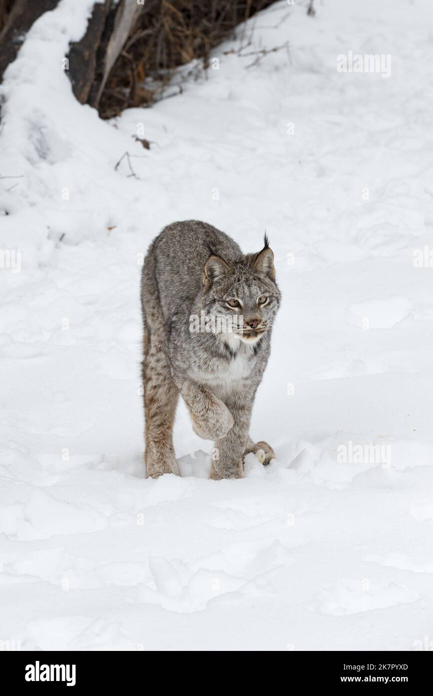 Canadian Lynx (Lynx canadensis) Trots High Step Through Snow Winter ...