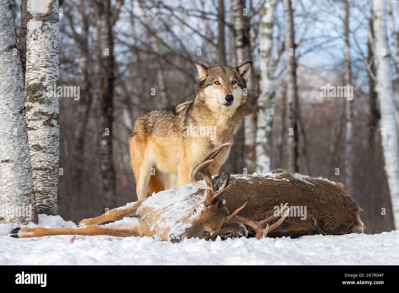 Grey Wolf (Canis lupus) Stands Over Body of White-Tail Deer Buck Winter ...