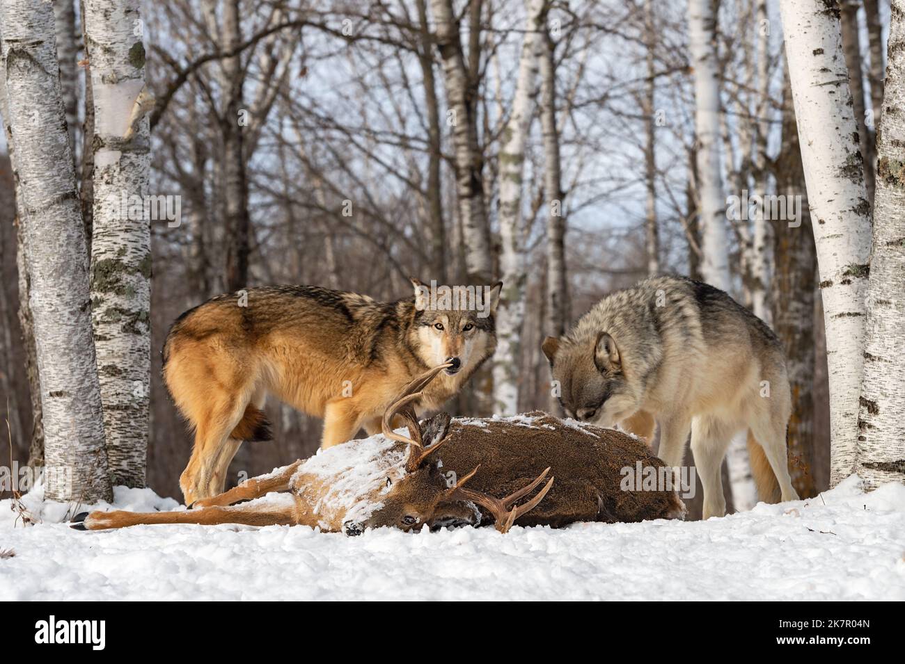 Two Grey Wolves (Canis lupus) Examine Body of White-Tail Deer Buck ...