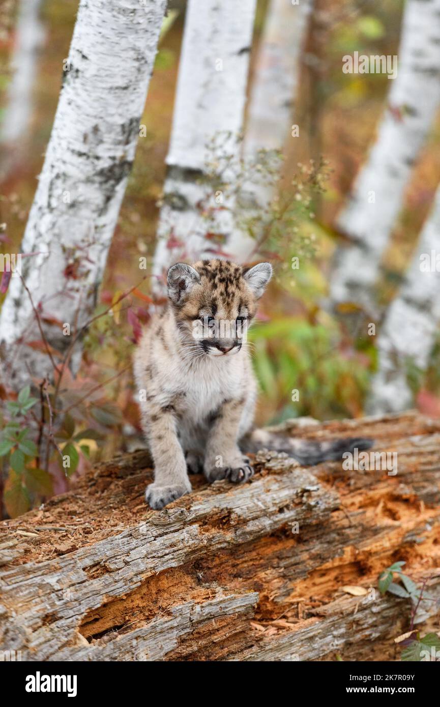 Cougar Kitten (Puma concolor) Sits on Log in Front of Birch Trees ...