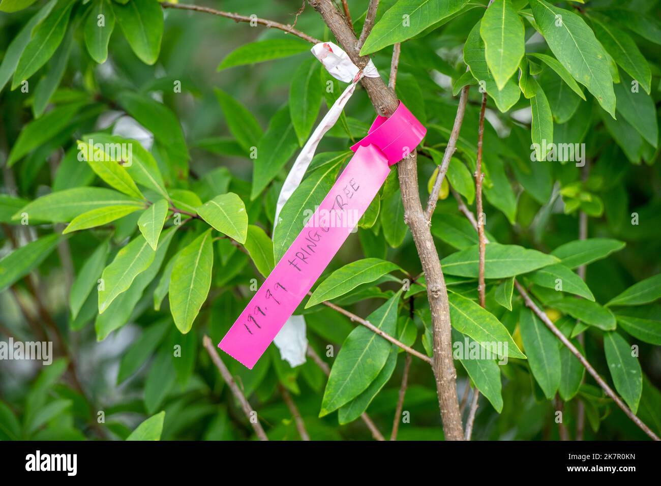 Fringe Tree, Chionanthus virginicus Stock Photo - Alamy