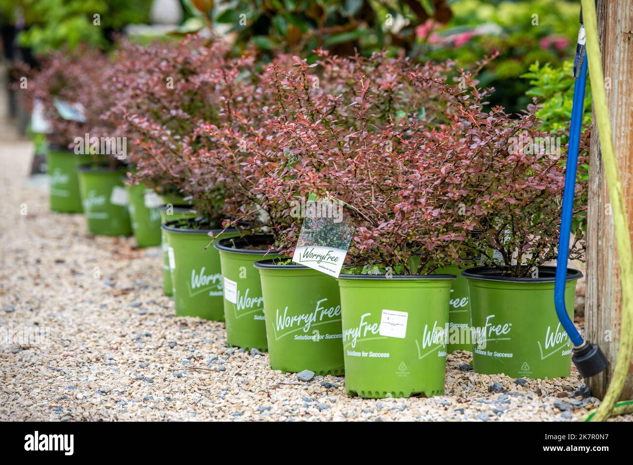 Dwarf Japanese Barberry, Crimson Pygmy Stock Photo - Alamy