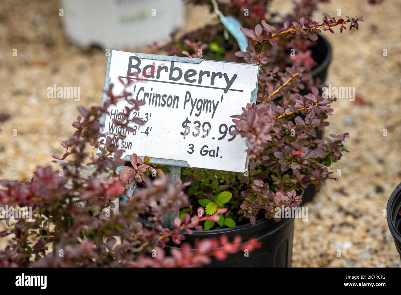 Dwarf Japanese Barberry, Crimson Pygmy Stock Photo - Alamy