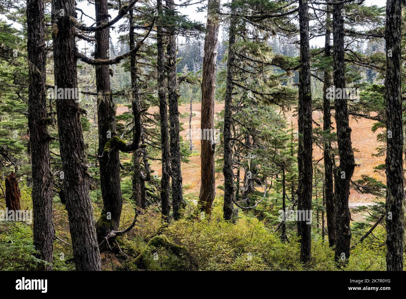 Nature trail through old growth forest at Icy Strait Point, Hoonah ...