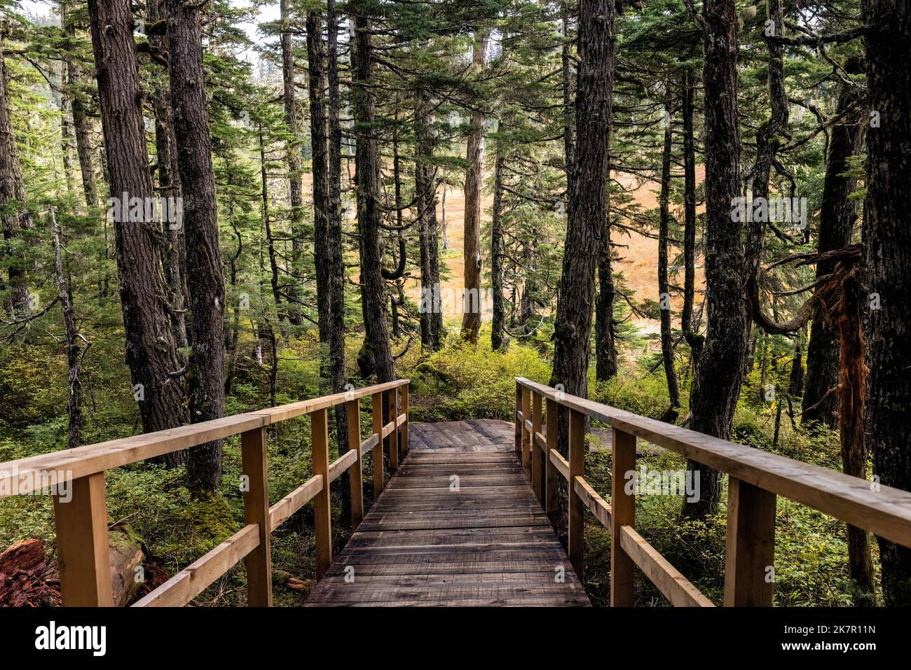 Boardwalk on nature trail through old growth forest at Icy Strait Point ...