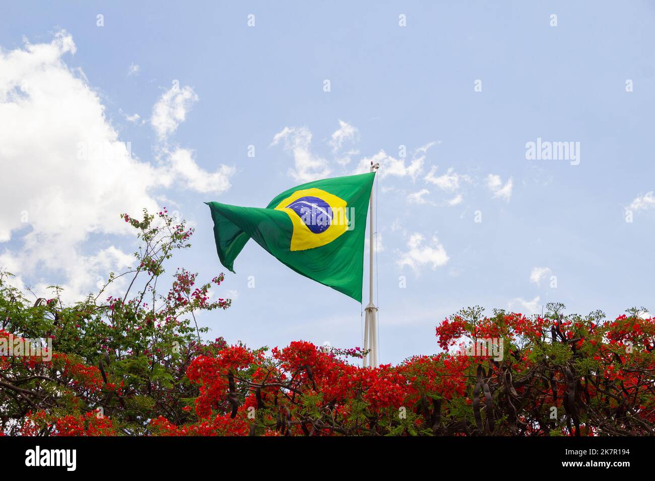 Brazils national tree hi-res stock photography and images - Alamy