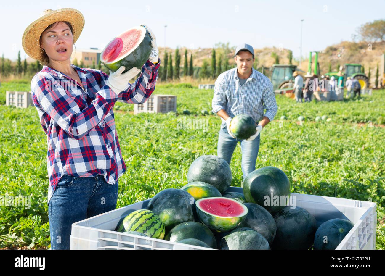Young woman picking fresh watermelons on field Stock Photo - Alamy