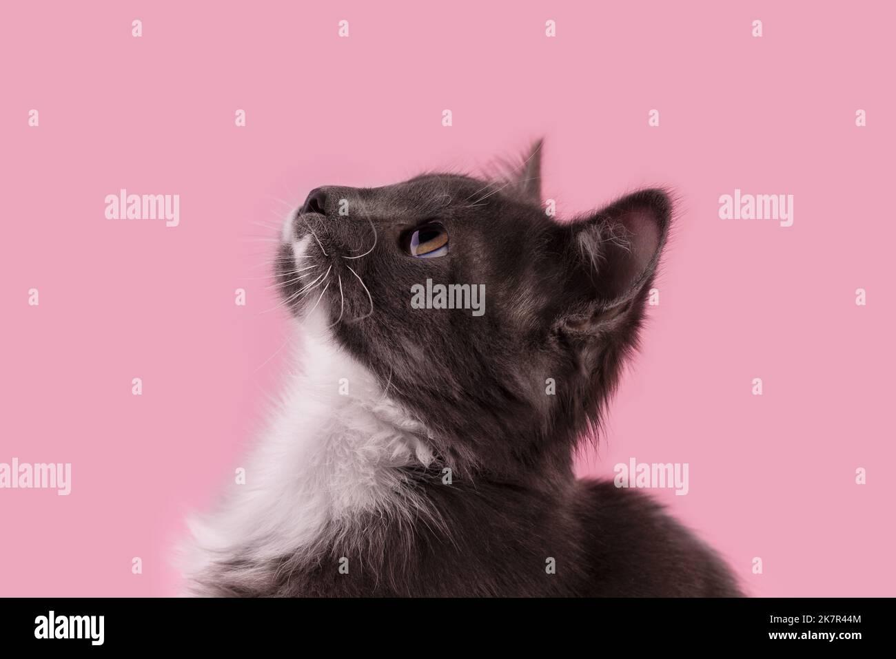 Portrait of Cute Grey Kitten on pink backgrounds Stock Photo - Alamy