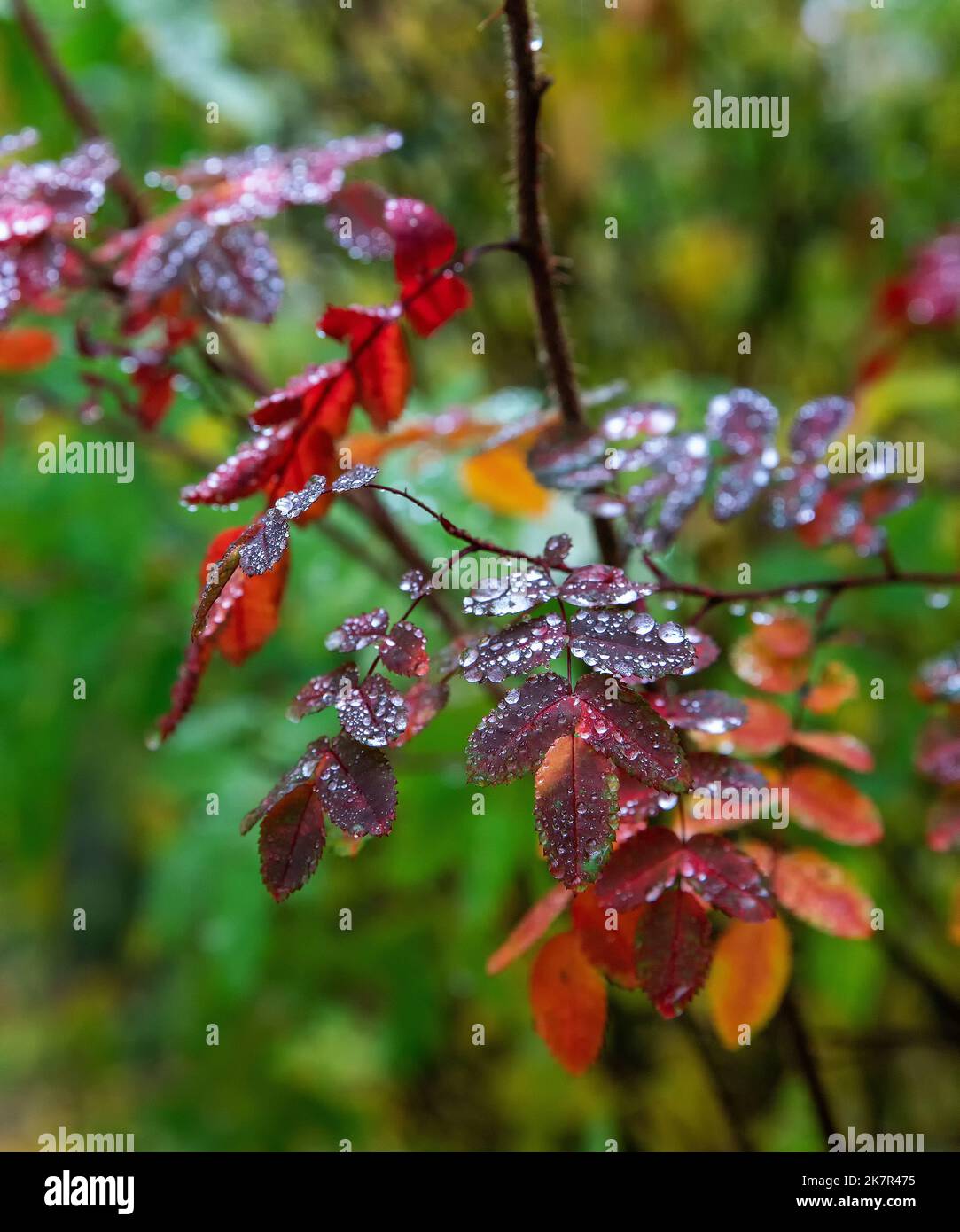 Autumn leaf color - rain - water drops on autumn leaves - October in ...