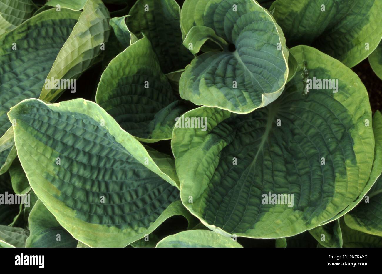 Hosta frances williams hi-res stock photography and images - Alamy