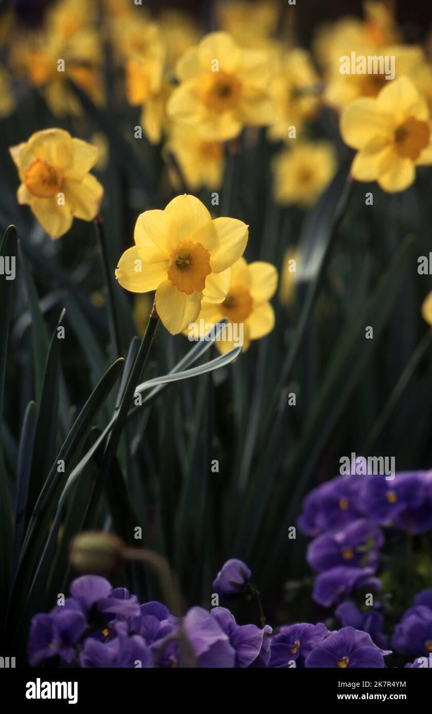 Daffodil plants hi-res stock photography and images - Alamy