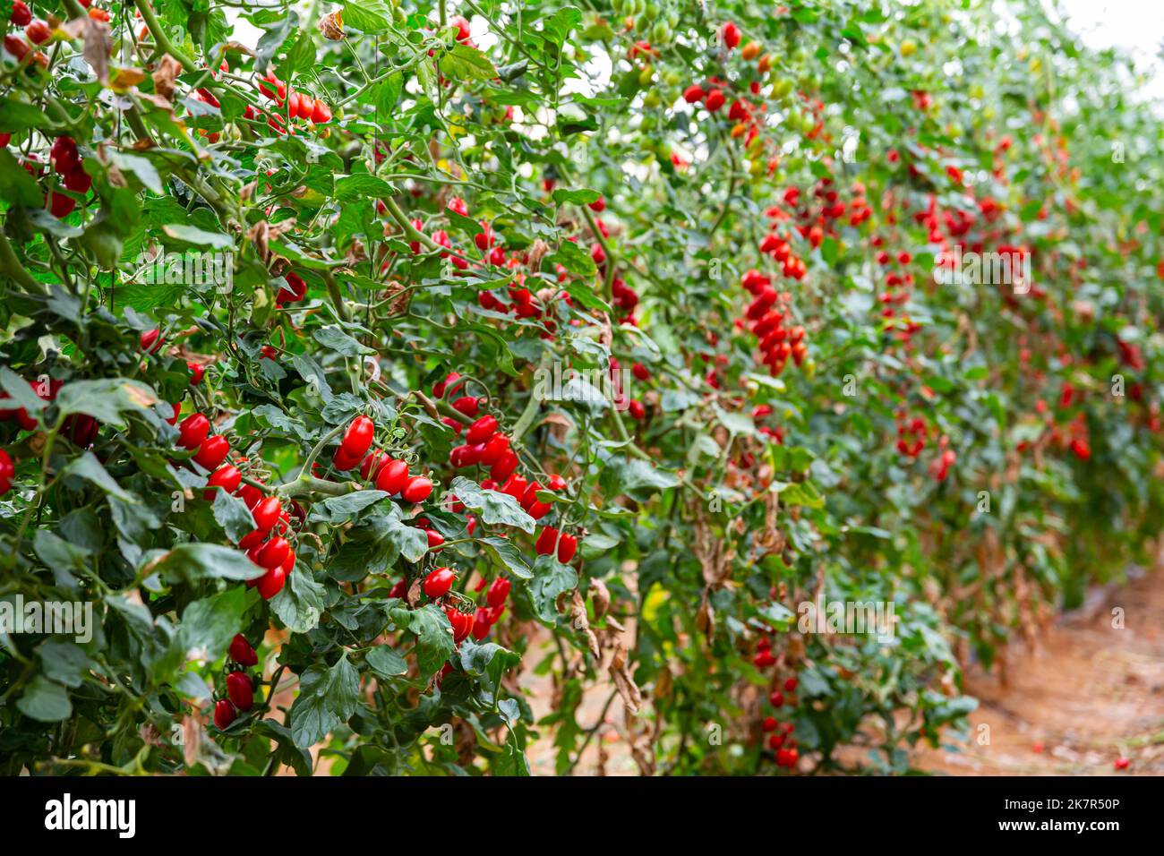 Red grape tomatoes ripening on bushes in greenhouse Stock Photo - Alamy